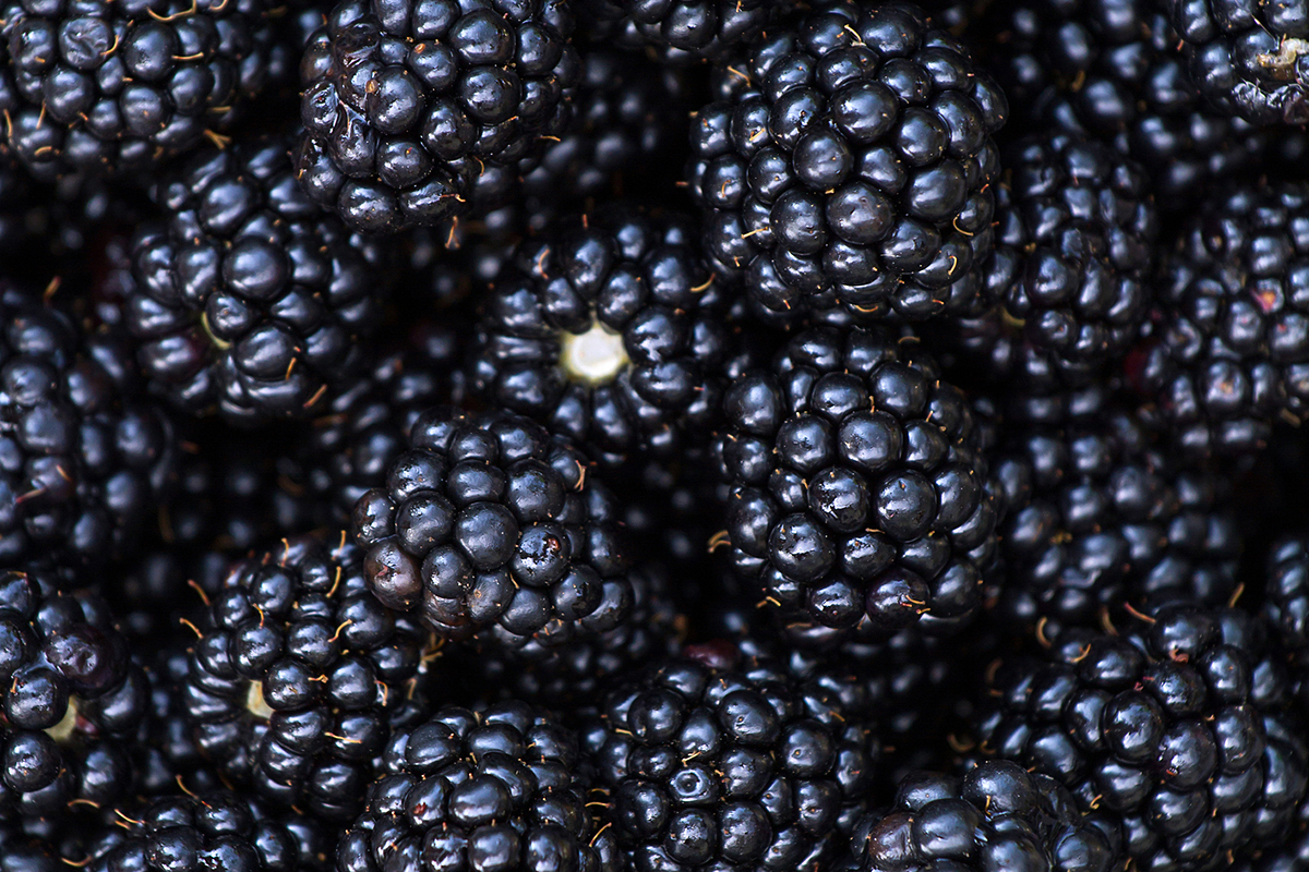 Exploring Tasmania's unique berry varieties