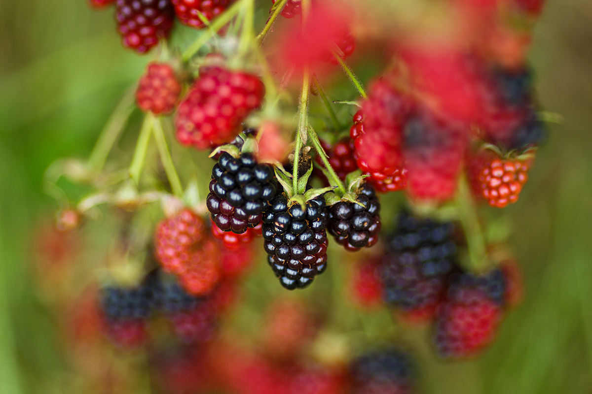 El sector mexicano de "berries" se expande con tecnología de IA