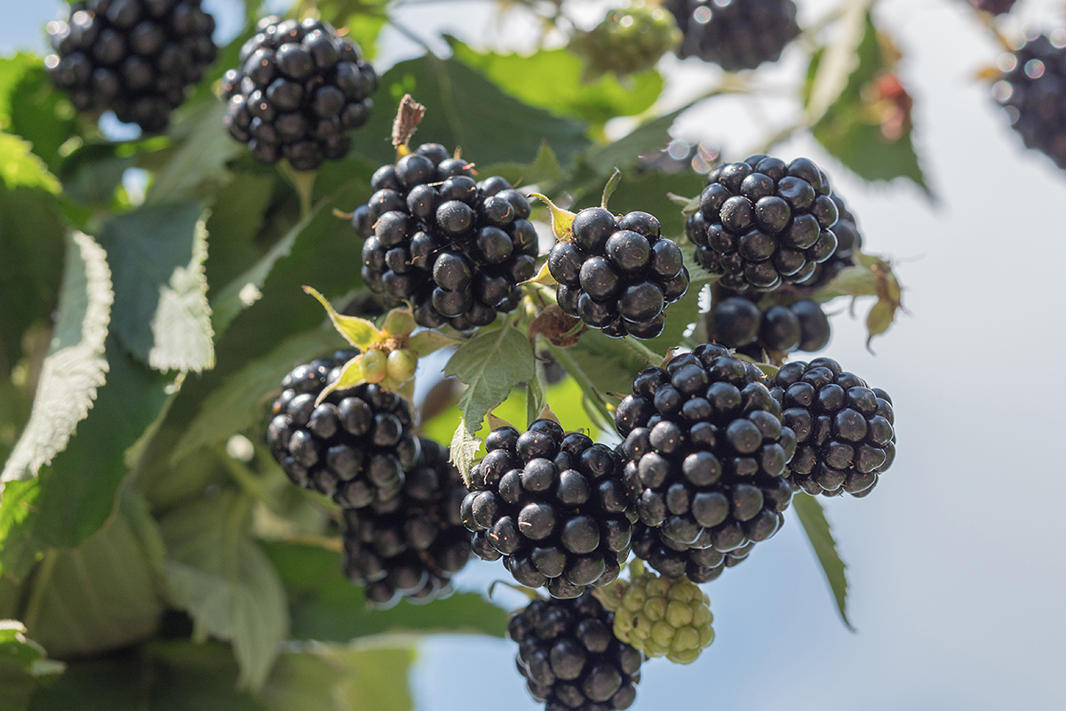 Arkansas blackberry field day highlights weather and tech