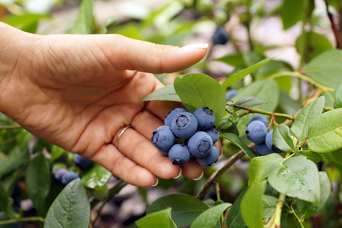 Ventura blueberry variety drives Peru's export growth amidst varietal ...