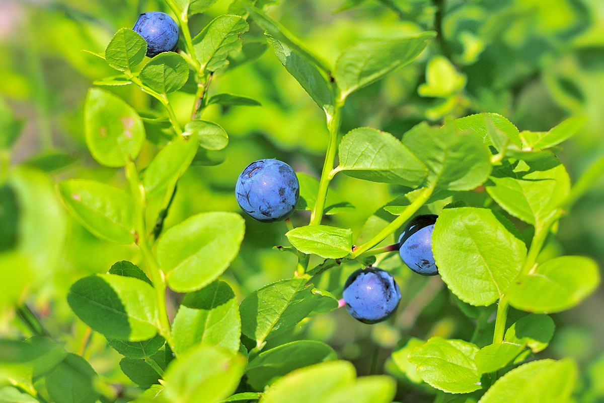 Evolution of blueberry cultivation and varieties in Peru