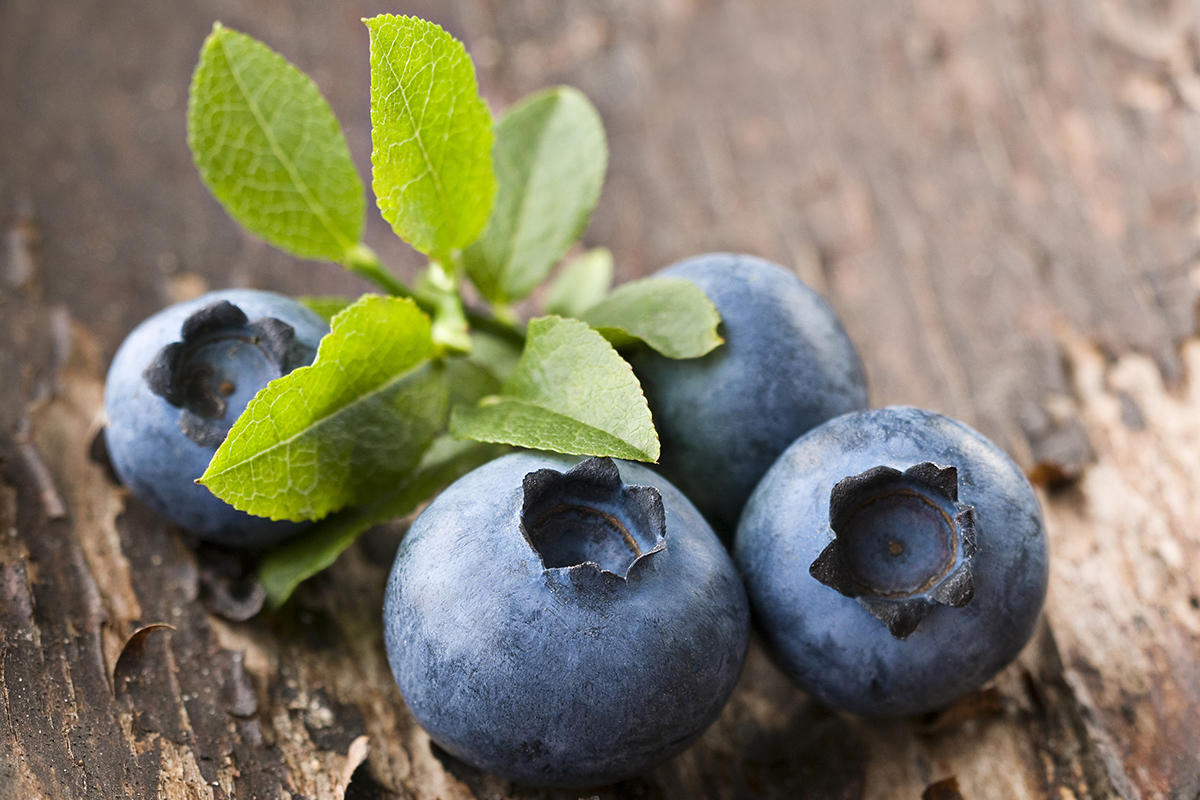 Global blueberry production grows with higher processing demand
