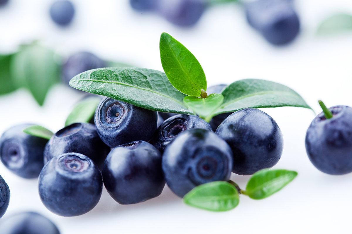 Camposol seeks to expand its portfolio with new blueberry variety