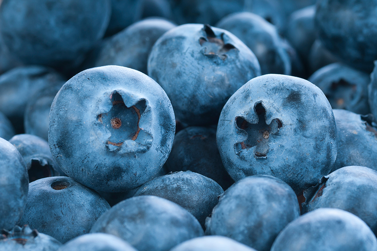 'Blueberry production will need to double within five years to meet the ...