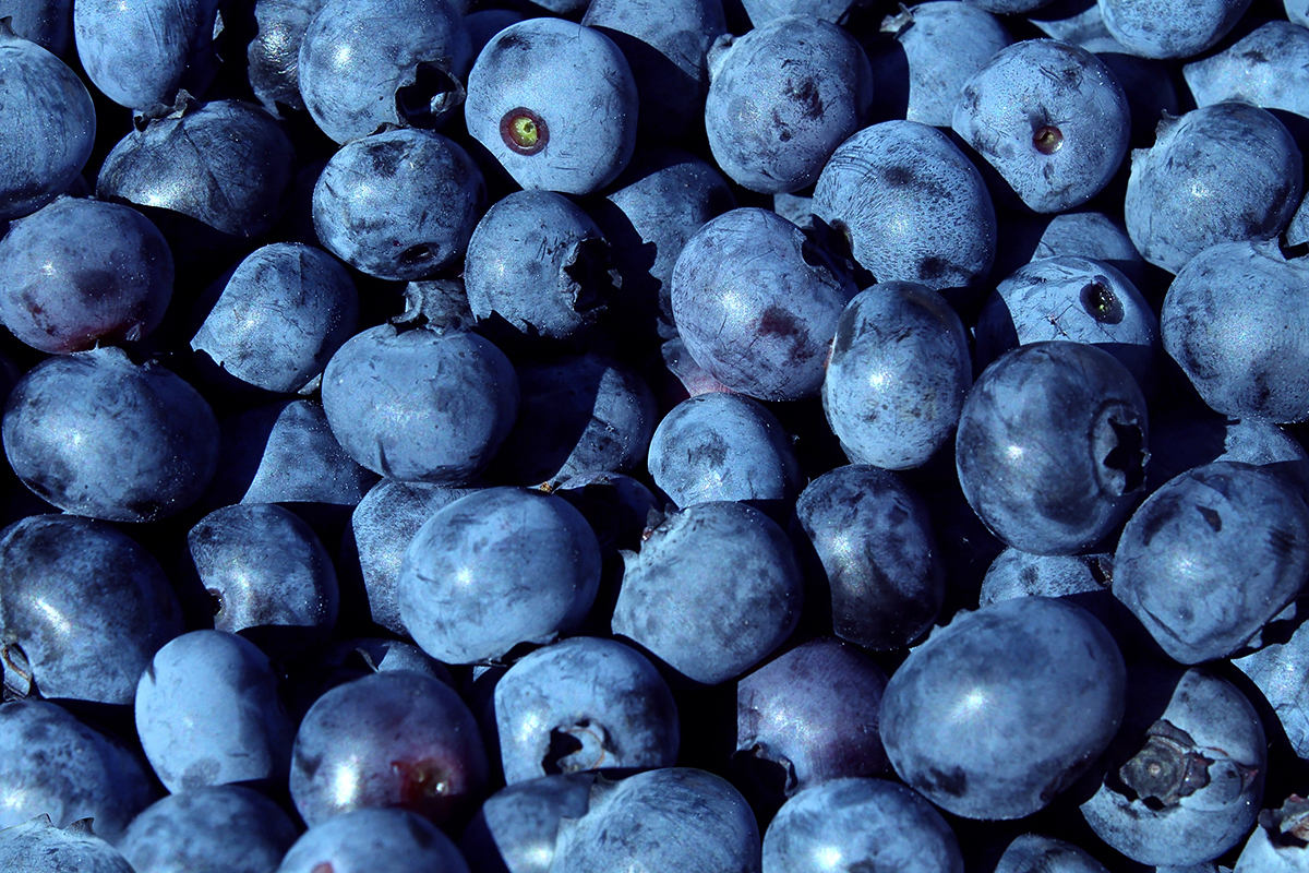 Peru explores growth in frozen blueberries amid production challenges