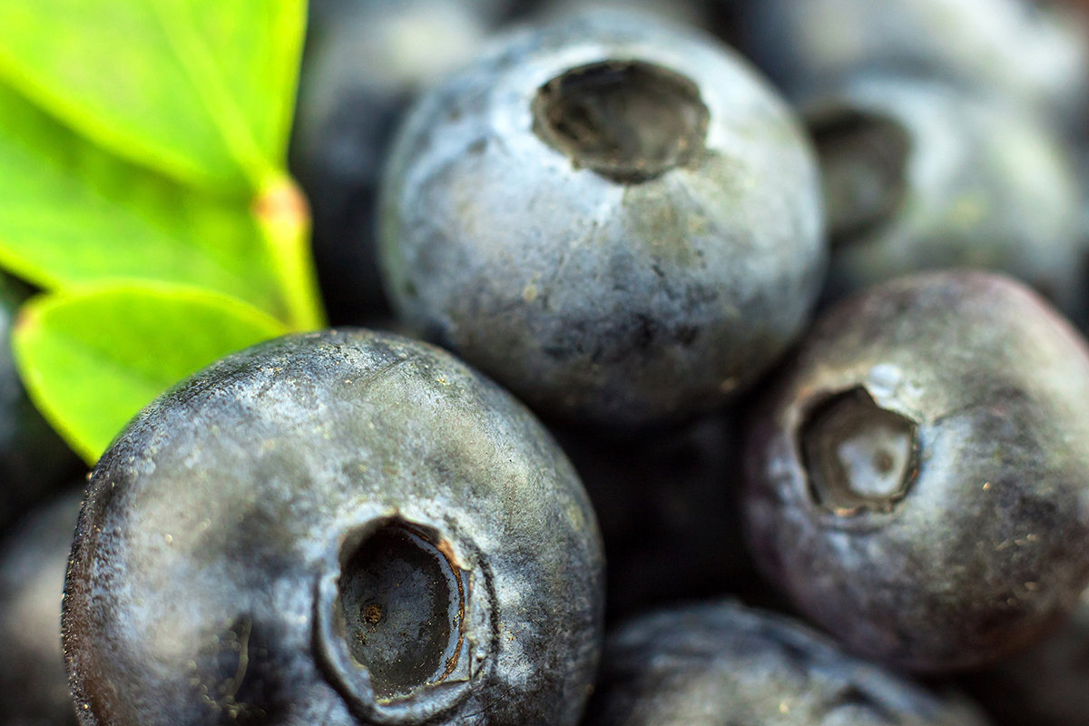 Blueberry industry adds $9.1 billion to U.S. economy
