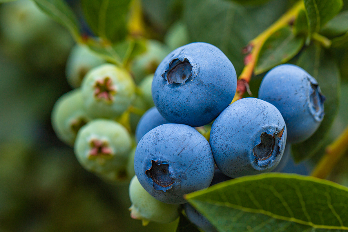 IBO 2025 report highlights global blueberry shifts