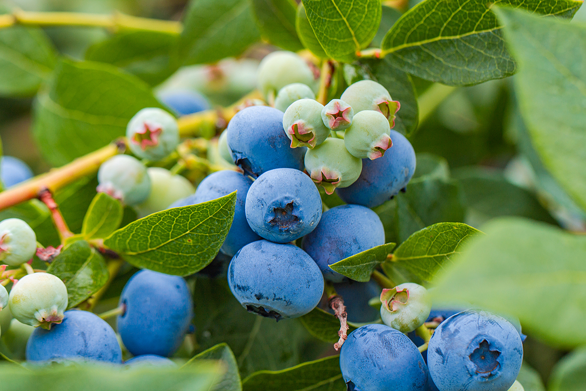 Tariff concerns stall U.S.-Canada blueberry trade expansion