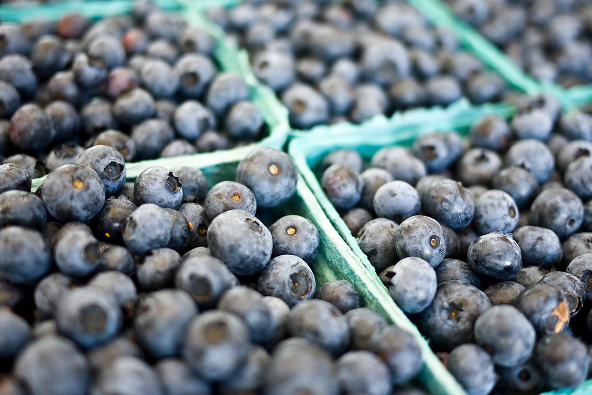 The UK is a great market for Morocco's blueberries