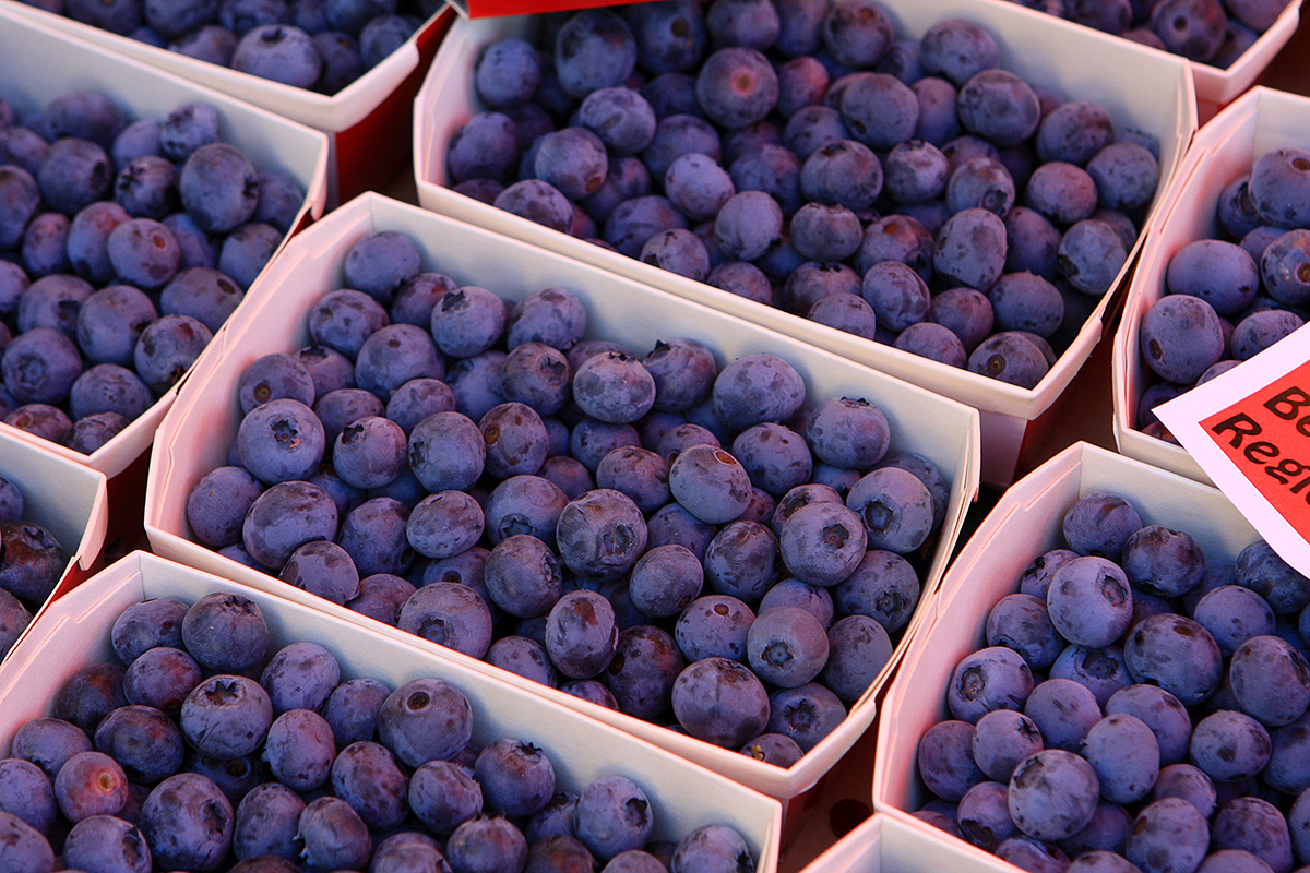 Chile forecasts a modest increase in blueberry exports in the 2025-2026 ...