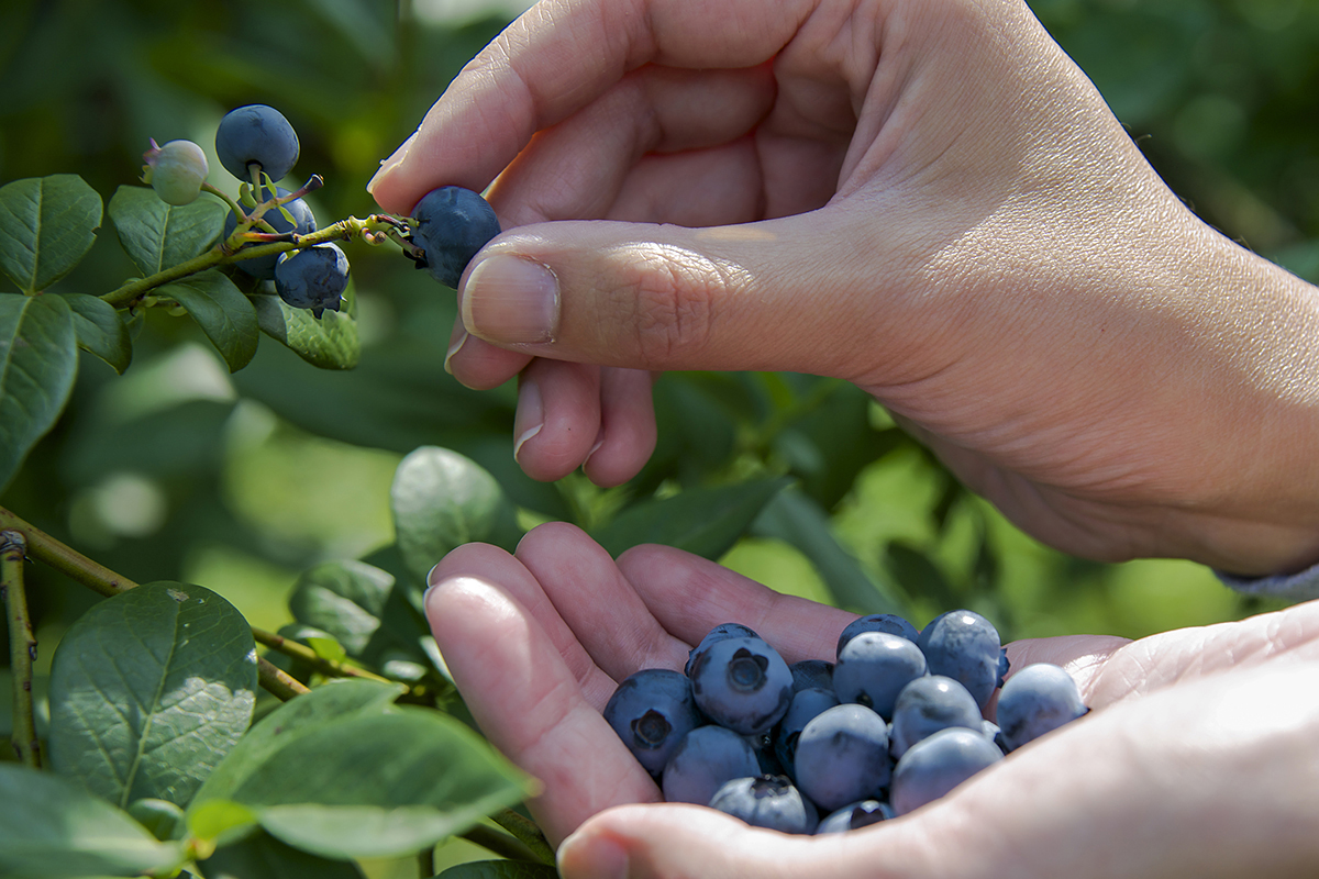 Florida's blueberry season sees lots of UF/IFAS varieties