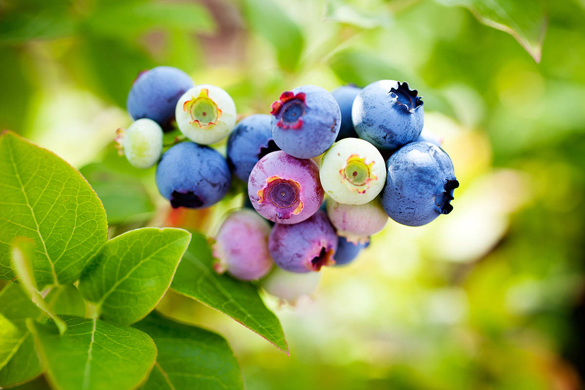 New Zealand blueberry sector plans expansion to increase exports