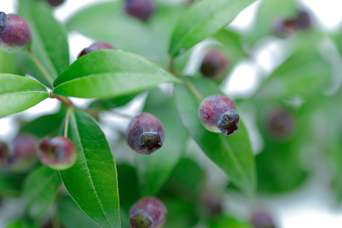 Senator Collins seeks tariff relief for Maine wild blueberry growers