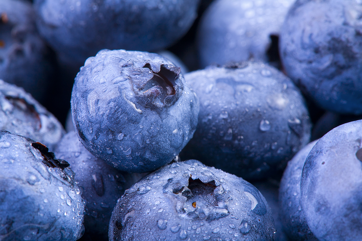 Blueberry waste used to improve fibre packaging