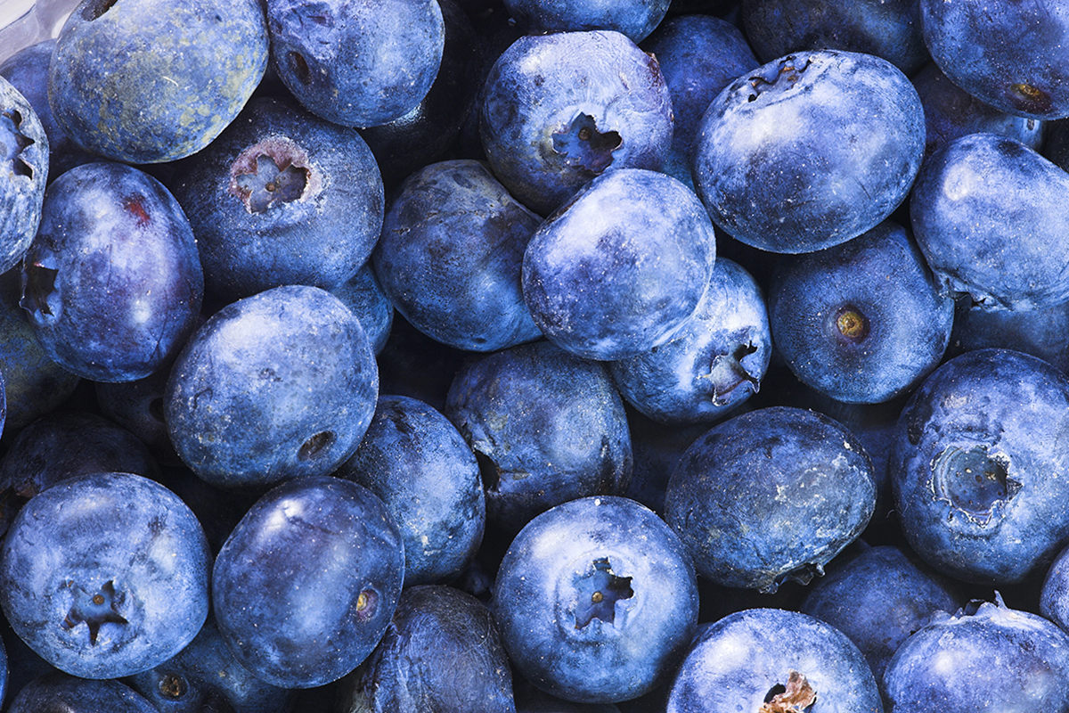 Japan considers Peru as new blueberry supplier