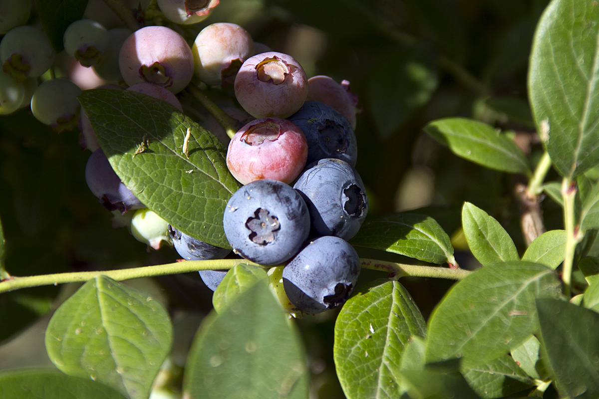 Australian blueberry output rises as regulation concerns grow