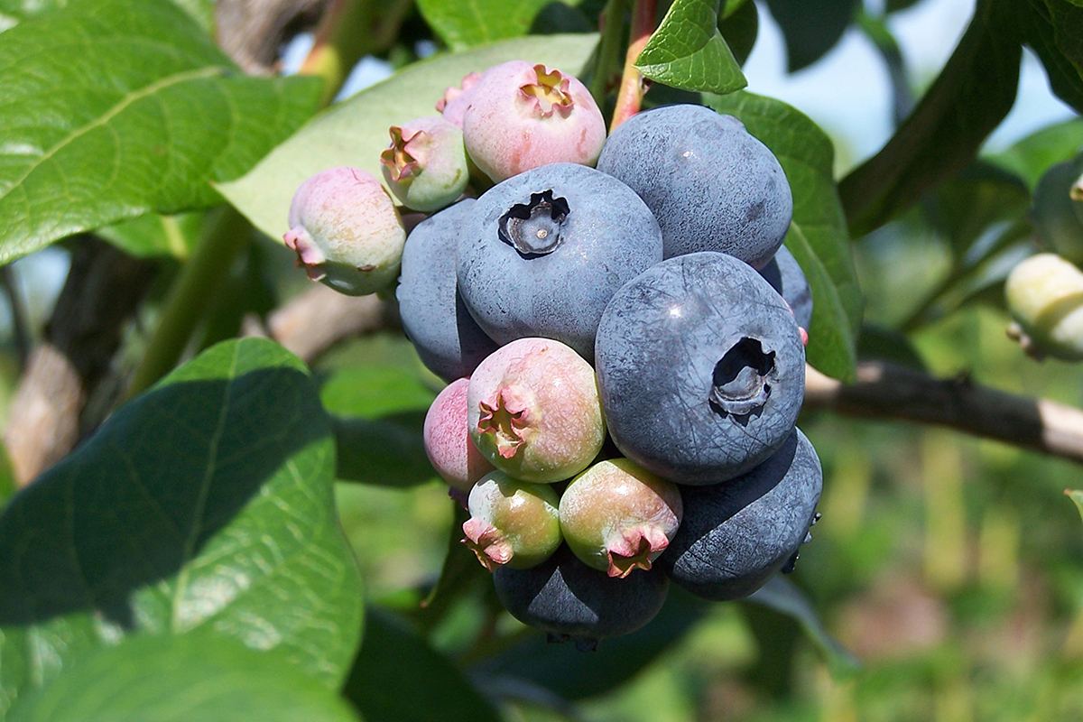 Moroccan blueberry exports grow in Singapore and Malaysia