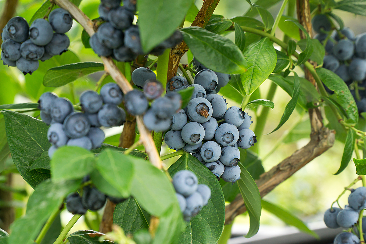 €20 million blueberry project launched in Cariñena