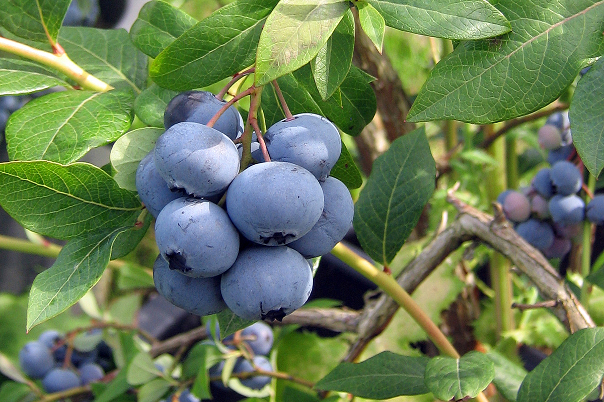 Peru advances blueberry sector through new genetics