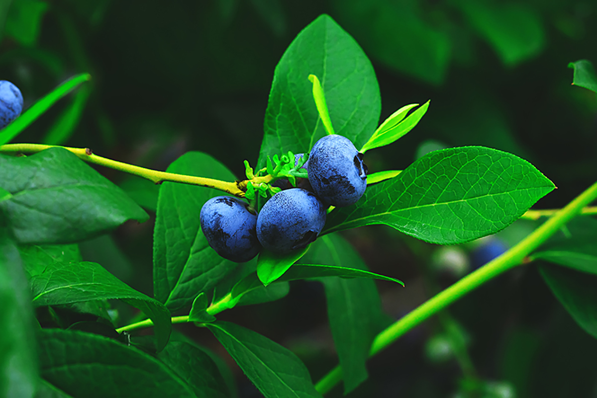 Egypt launches commercial blueberry project in Wadi El-Natrun