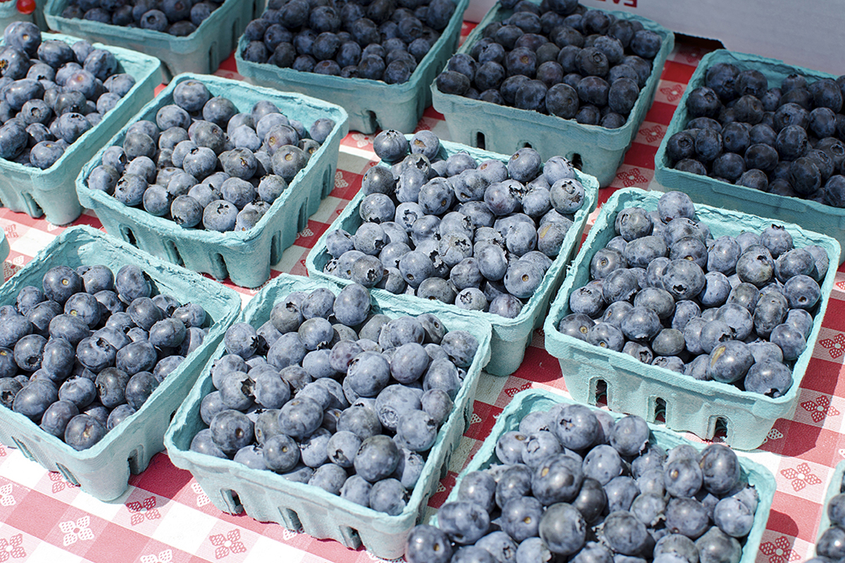 Peru ascends as a global agricultural powerhouse, leading in blueberry ...