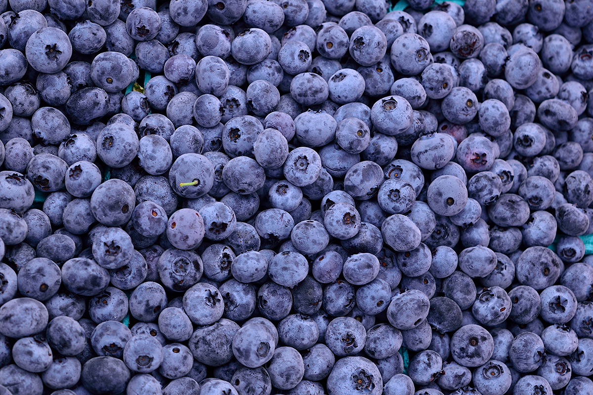 New blueberry varieties require no cooling and offer longer shelf life