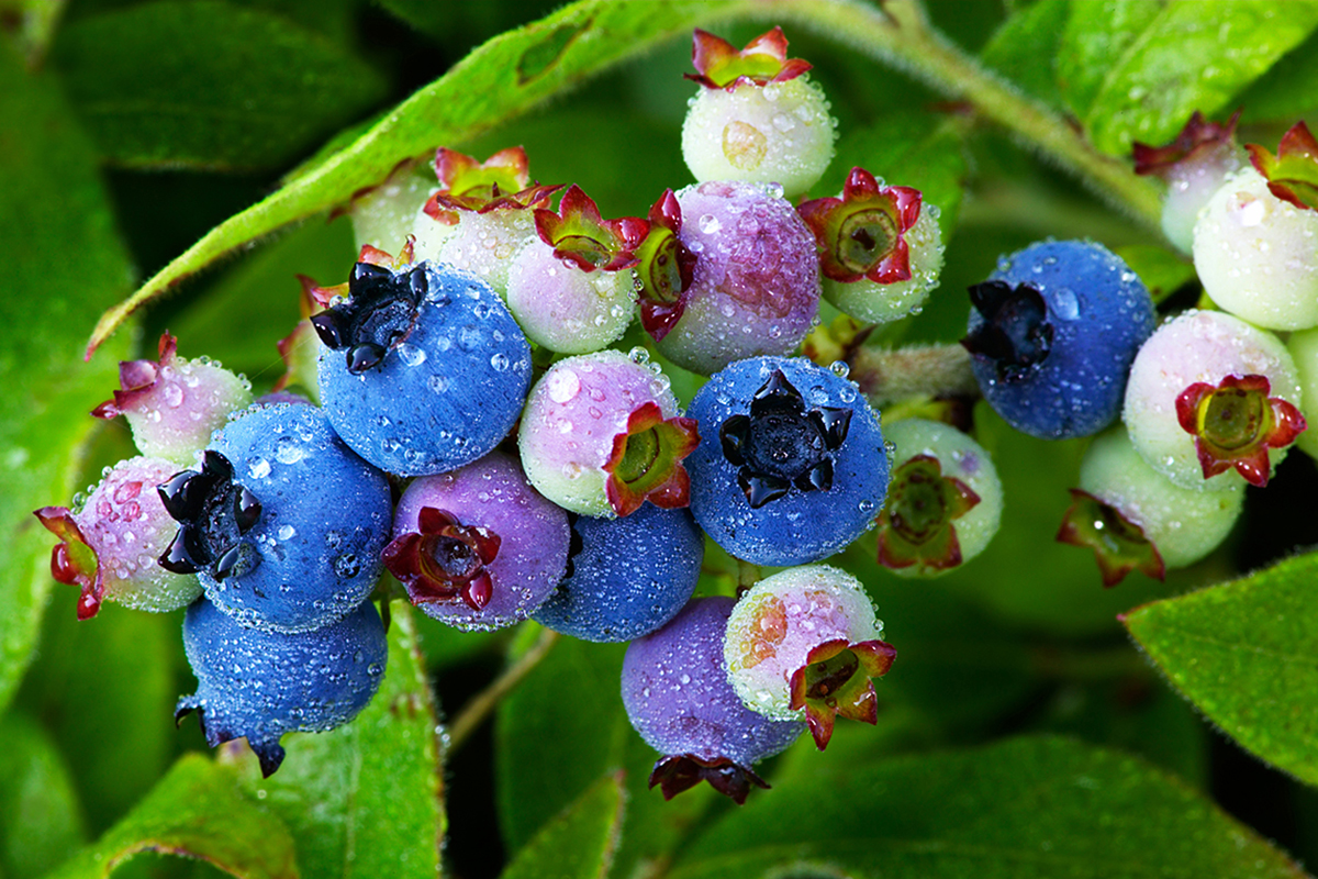 Investment: 2 ha tunnel under construction to cultivate berries in ...