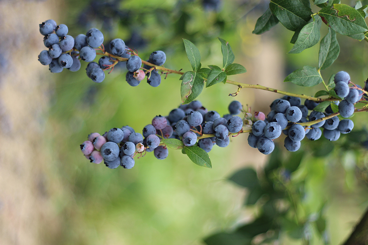 Emerging exporters reshape global blueberry market