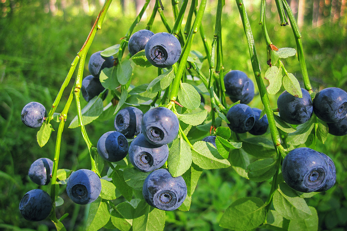 U.S. blueberry imports rise to meet year-round demand
