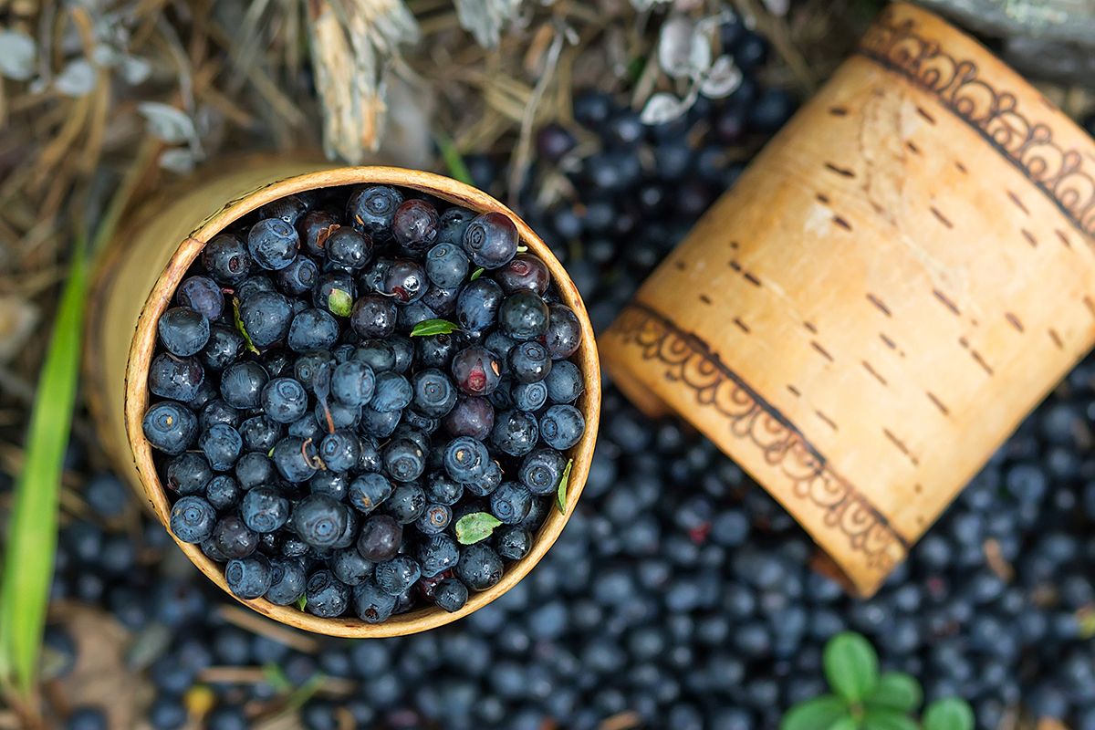 Canadian wild blueberry harvest drops 70%