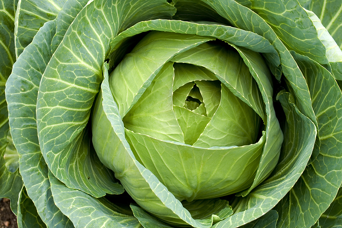 Bill seeks to name giant cabbage Alaska’s state vegetable