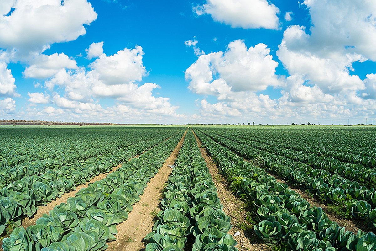 Scottish vegetable grower secures US$13.6 million for expansion