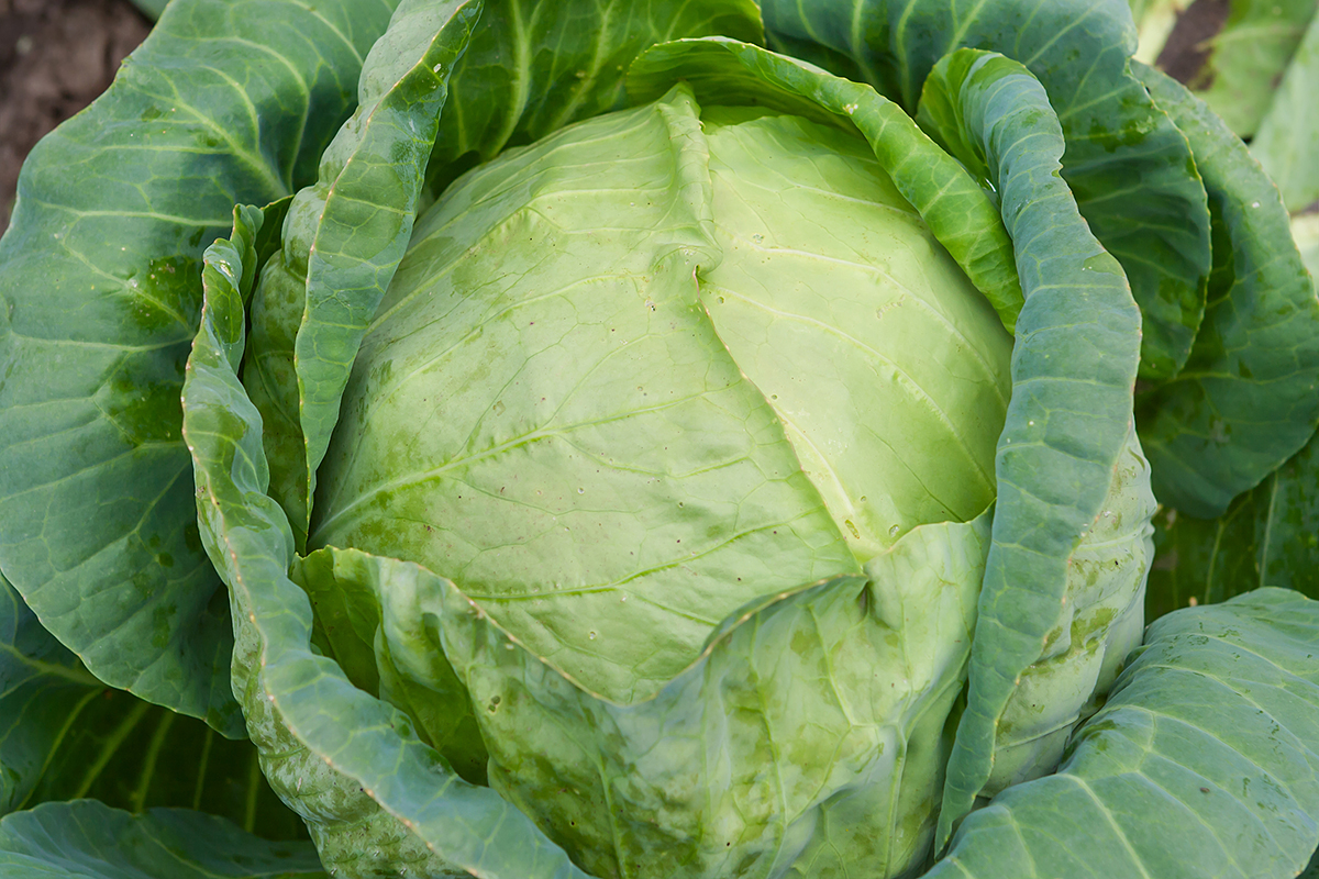 Il clima favorisce gli ortaggi: prezzi dei cavoli in deciso calo