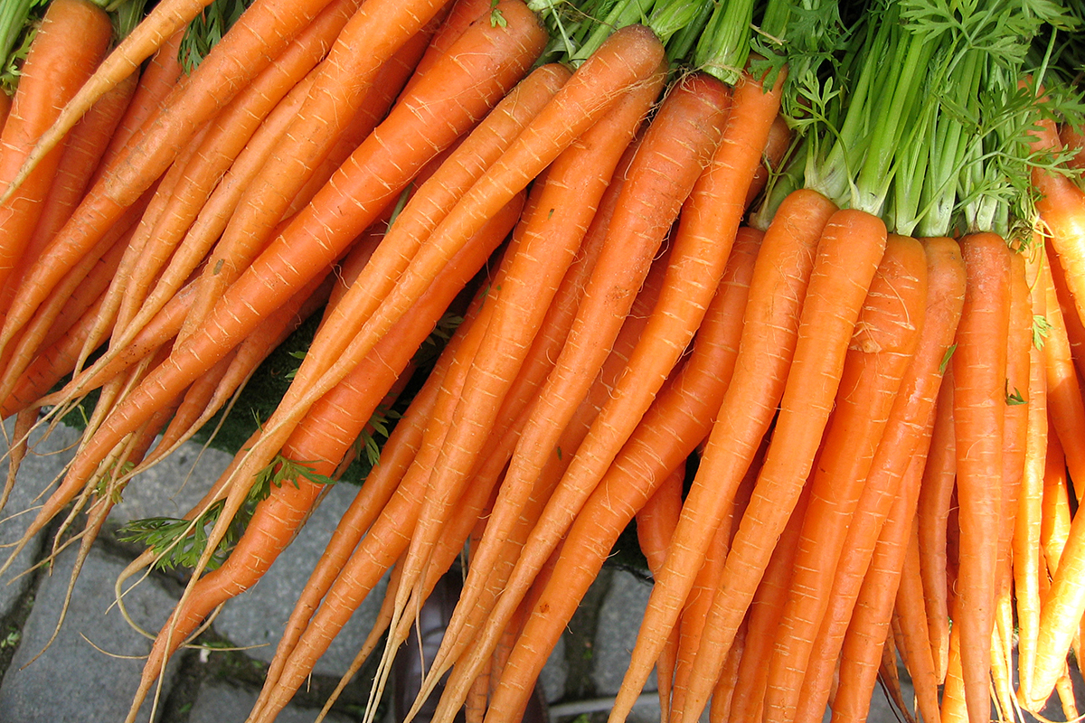 UK growers launch British Carrot Day