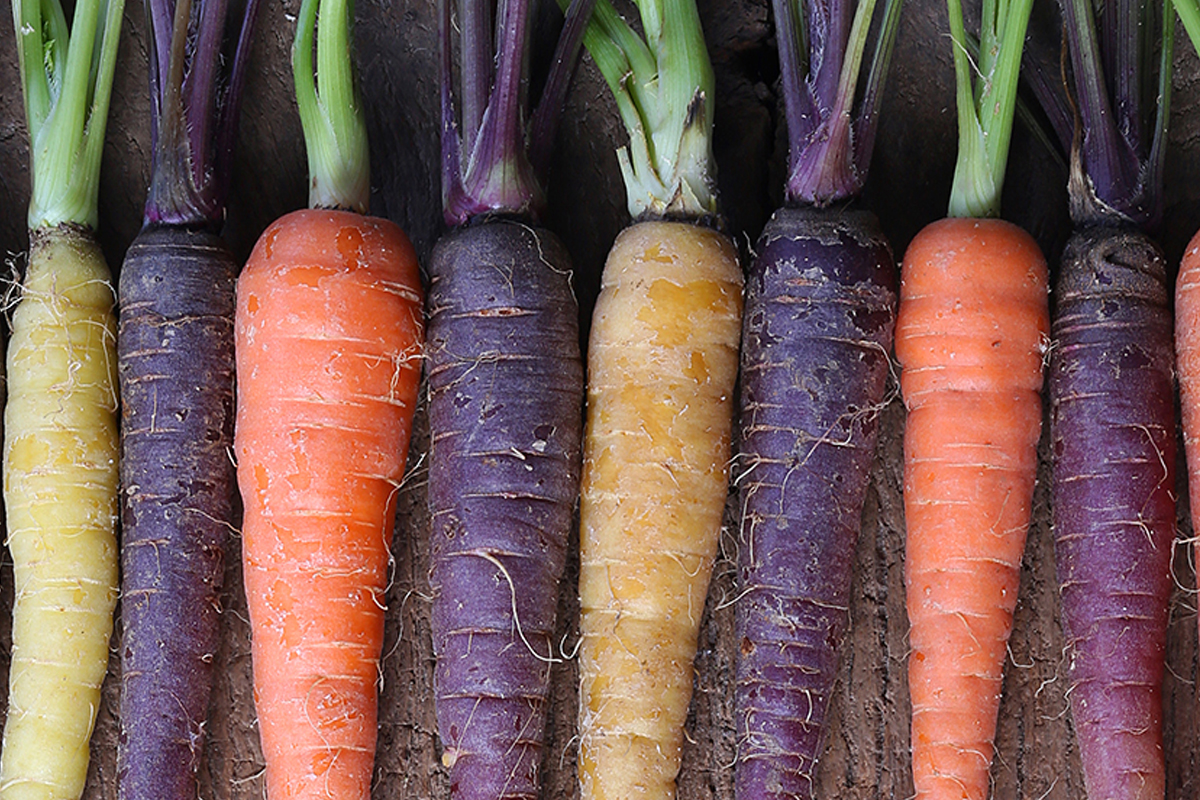 Carrots show promise in managing type 2 diabetes, Danish study finds