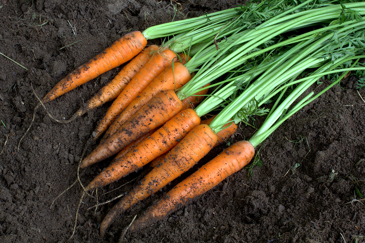 Vietnamese carrot exports down 10% as domestic demand rises