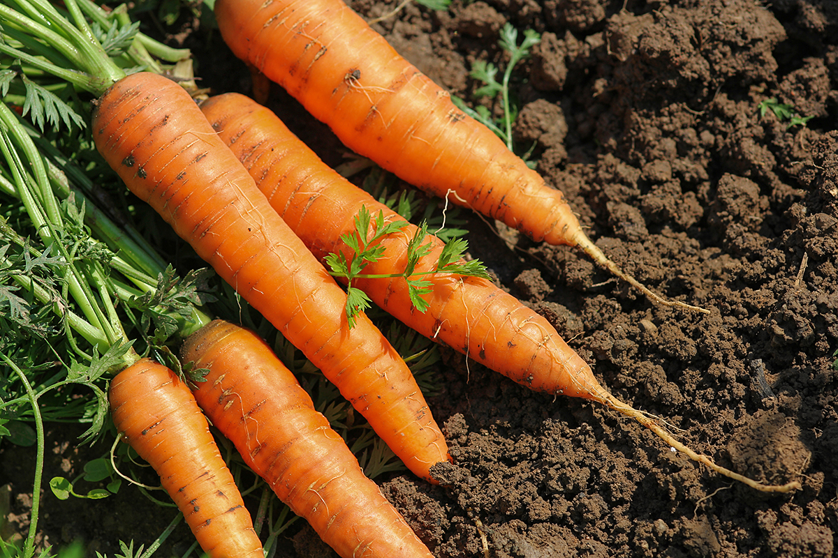 UK carrot farm harvests 150 tons a week for Christmas supply