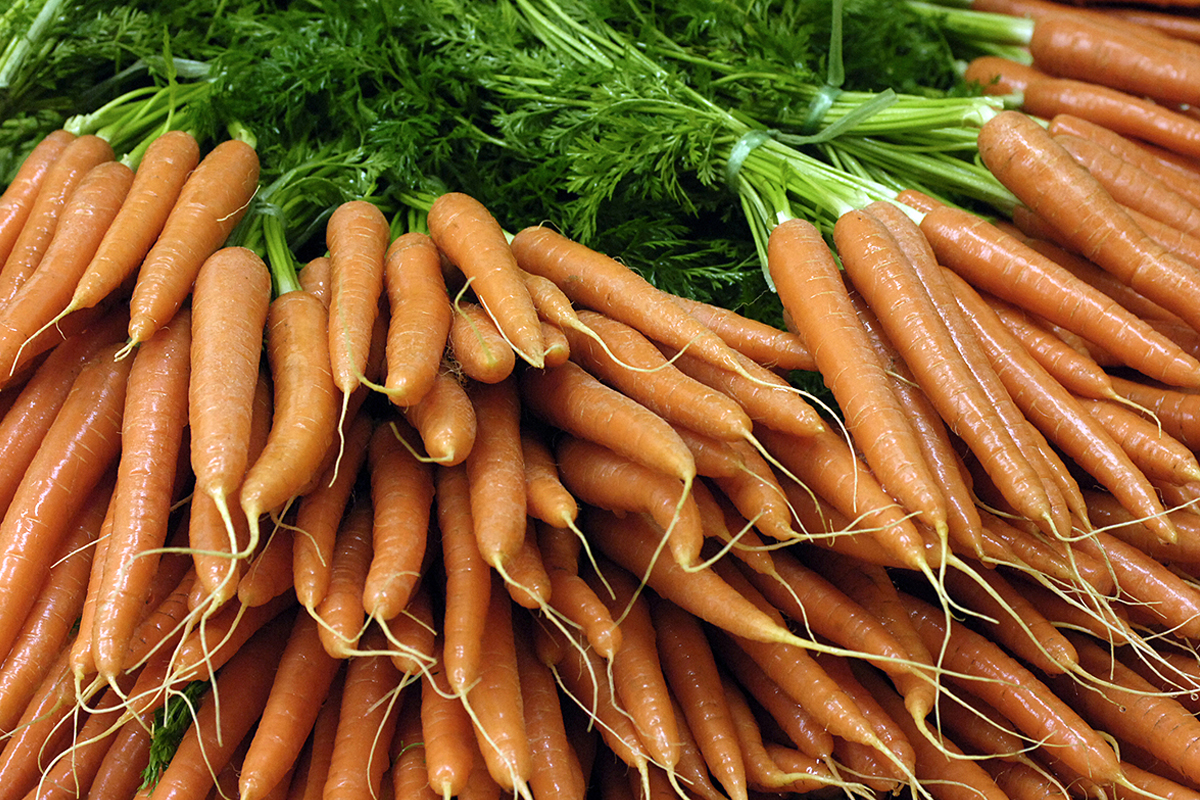 Favorable conditions boost carrot harvest in Manda, Bangladesh, but ...