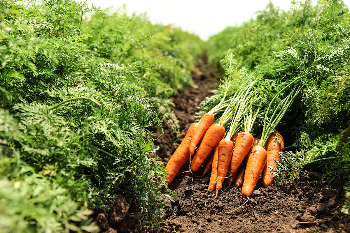 Genome B.C. funds cherry and carrot breeding projects in Canada