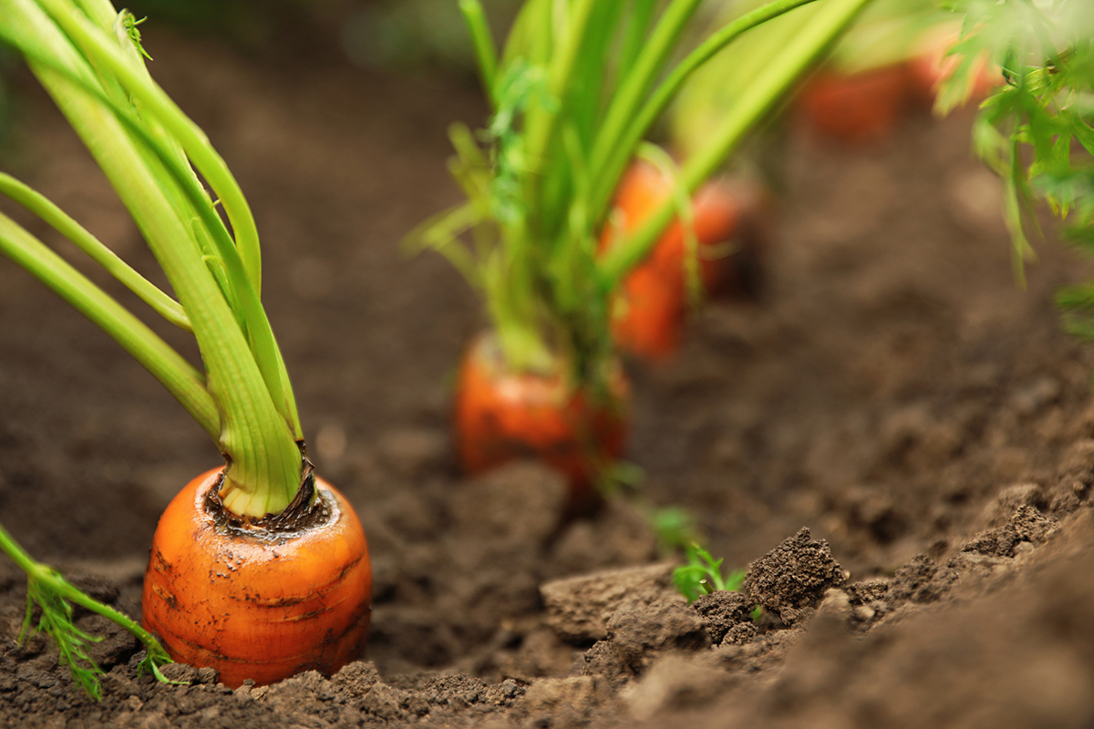 Which Spanish province grows the most carrots?