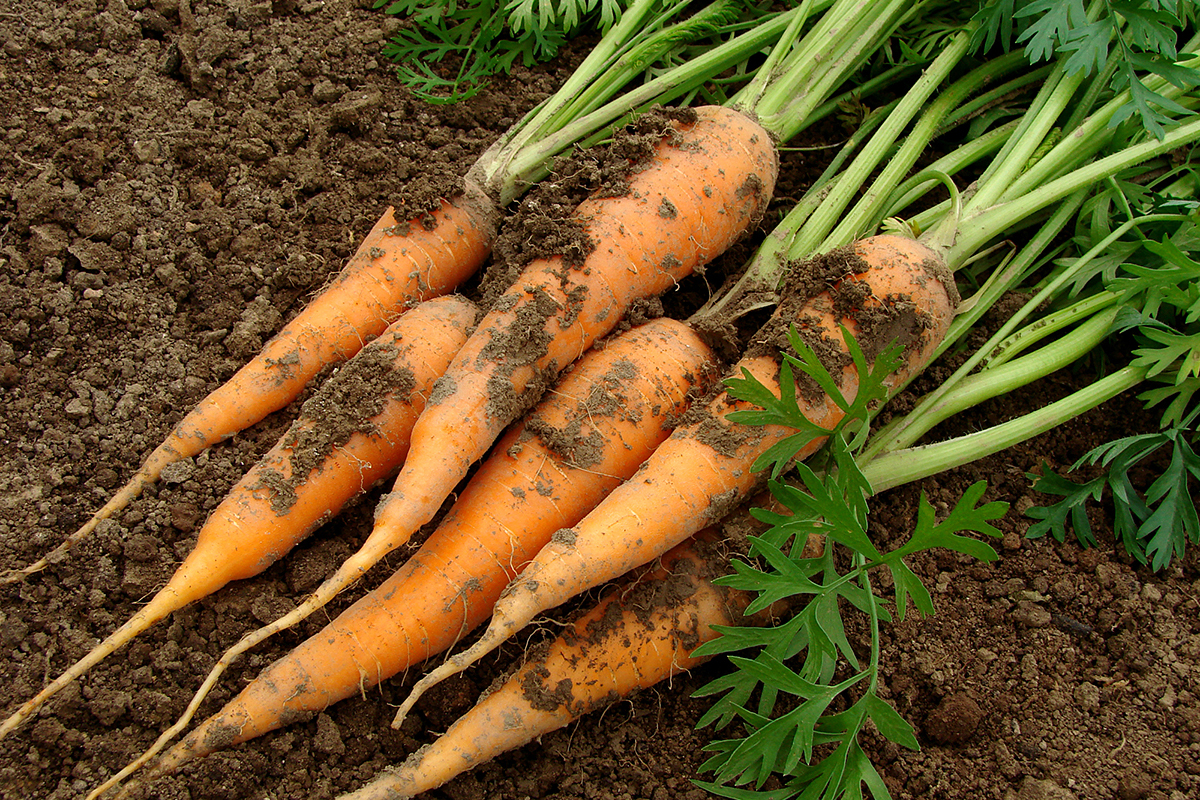 National carrot day 2024 UK