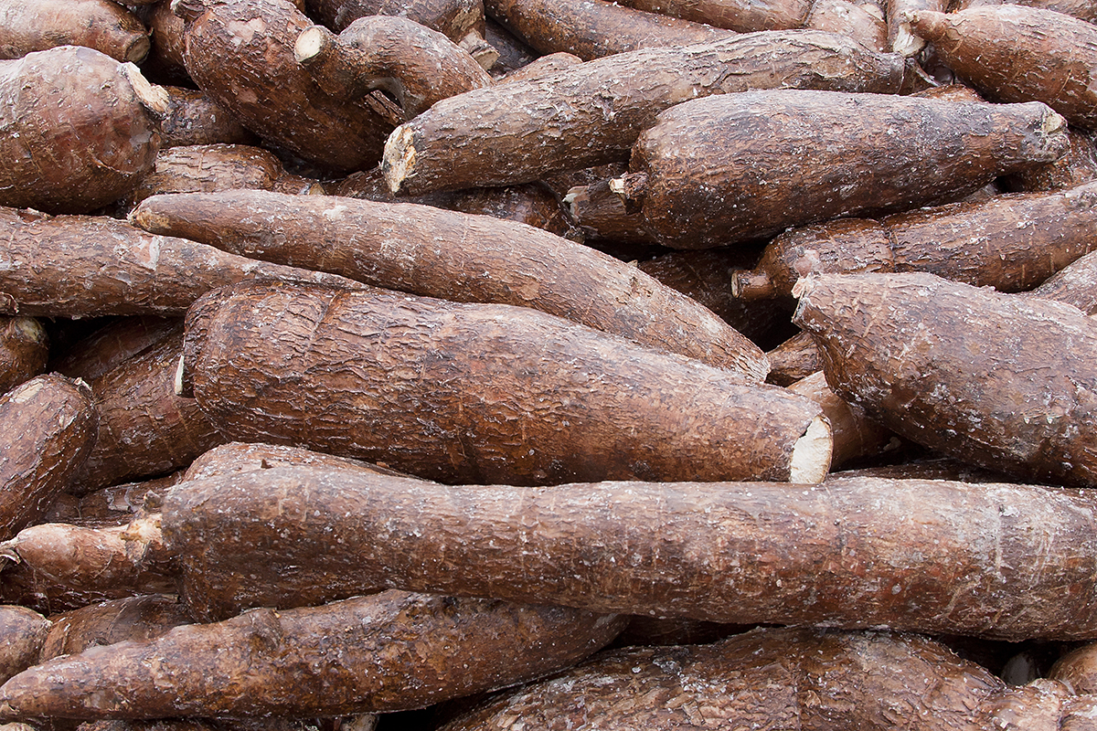 Cameroon develops cassava hubs to cut wheat imports
