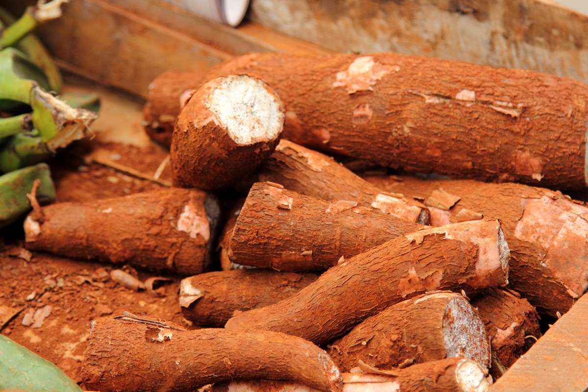 New study reveals resilient cassava varieties in Kenya amid pest threats