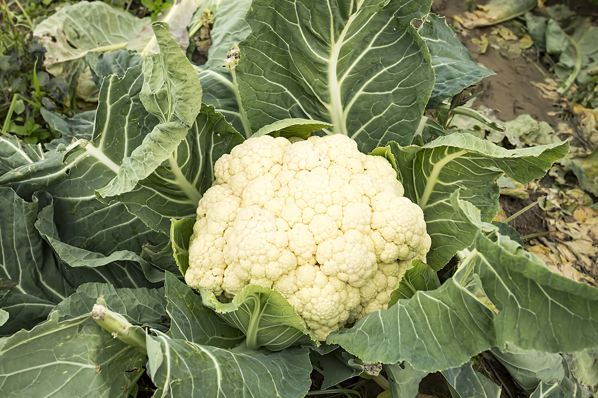 Irish vegetable grower warns of crisis after Storm Éowyn devastates crops