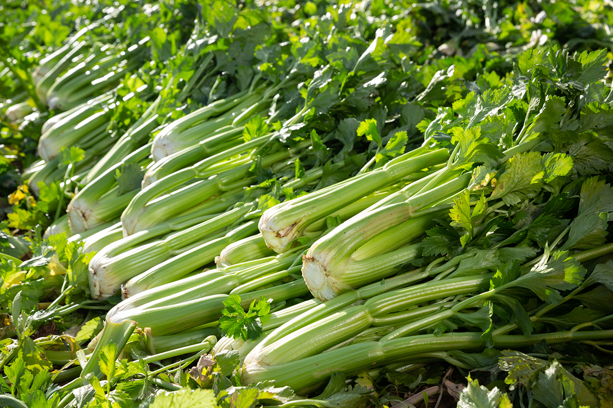 Uncertain future for New Zealand celery growers