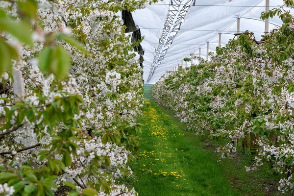 Northwest cherry growers adopt netting for protection