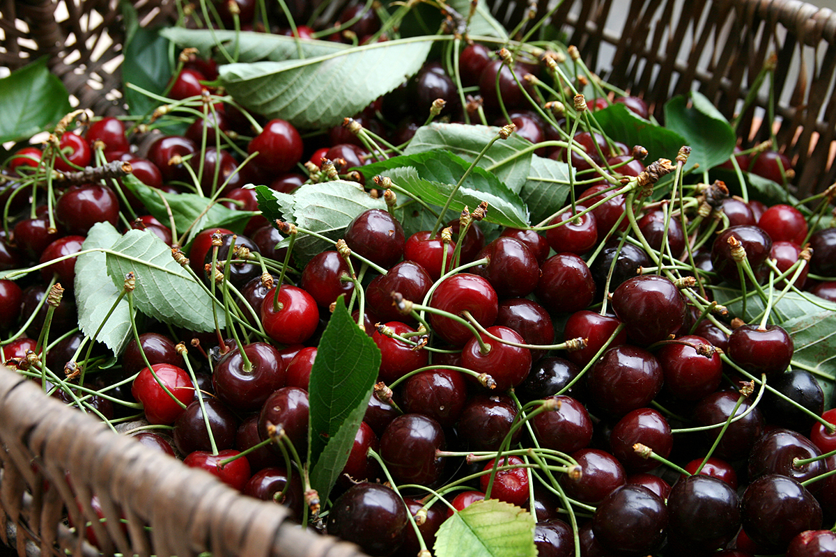 Global cherry supply faces dip in 2025