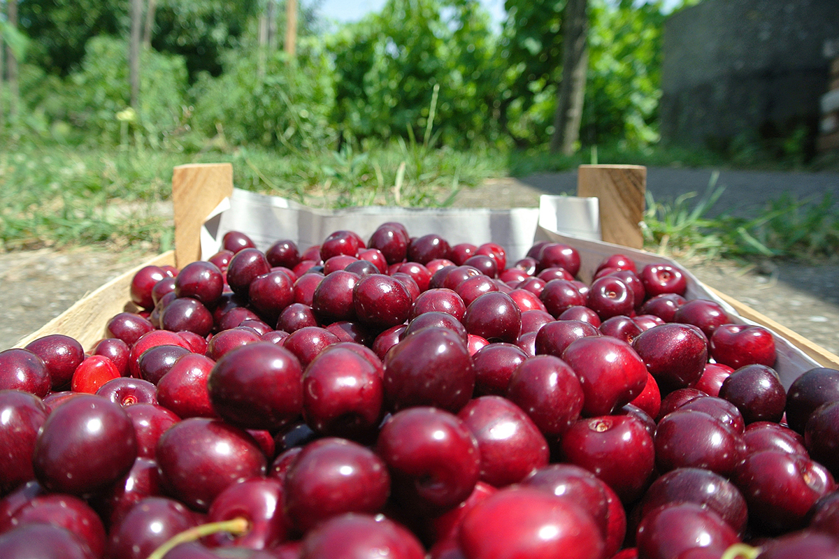 First cherry rail shipment from Katra to Mumbai