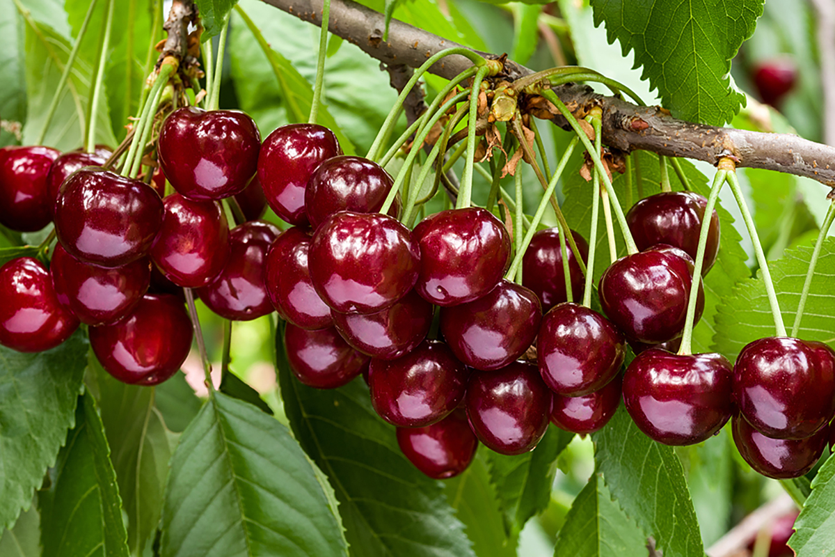 South African cherry industry expands with new cultivars