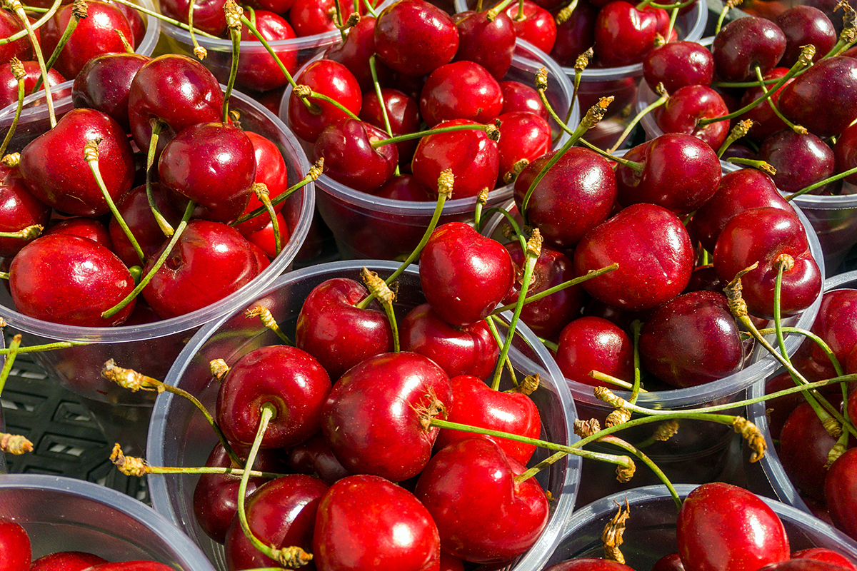 Chilean cherry season review